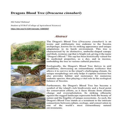 Dragons_Blood_Tree_Dracaena_cinnabari.pdf