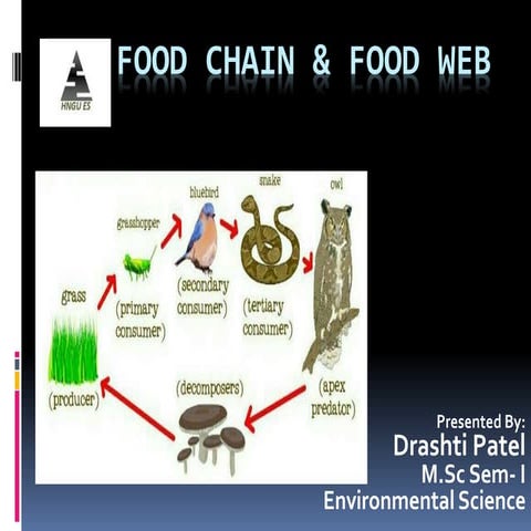 The Food Web PowerPoint | PPTX