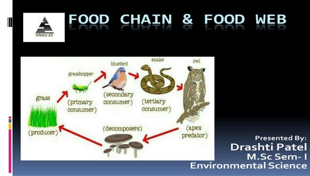 Freshwater Food Chain For Kids