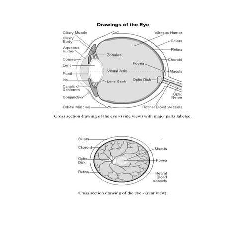 diagram of eye | DOCX