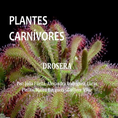 Drosera 2 a | ODP