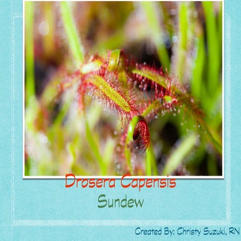 Carnivorous Plant | Sundew - Drosera Capensis Introduction | PDF