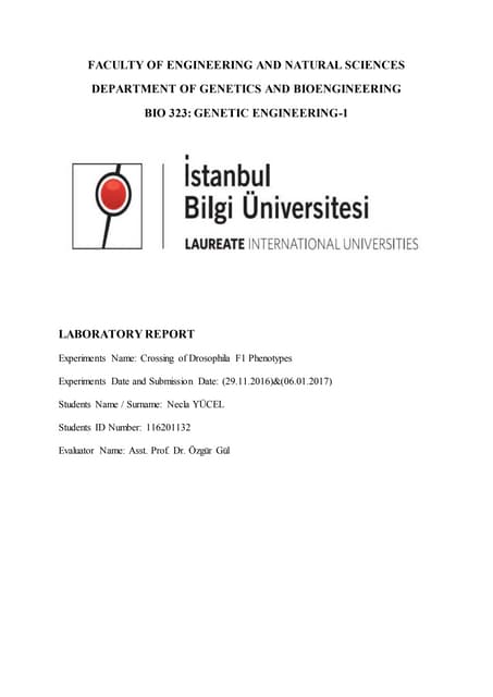 LAB REPORT DROSOPHILA MELANOGASTER | PDF