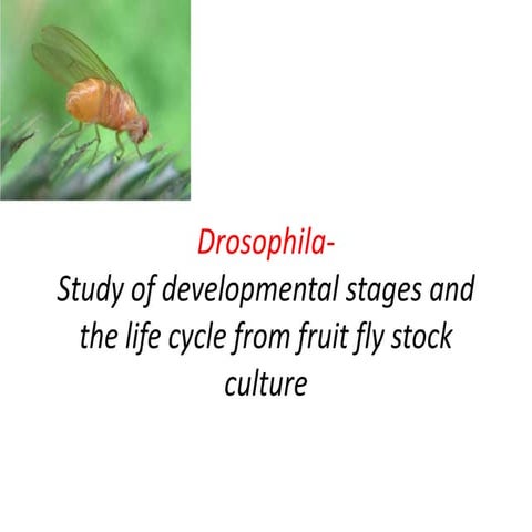 Drosophila | PPTX