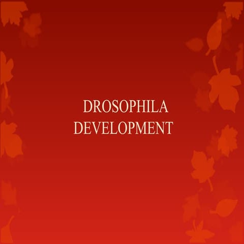 Drosophila development | PPT