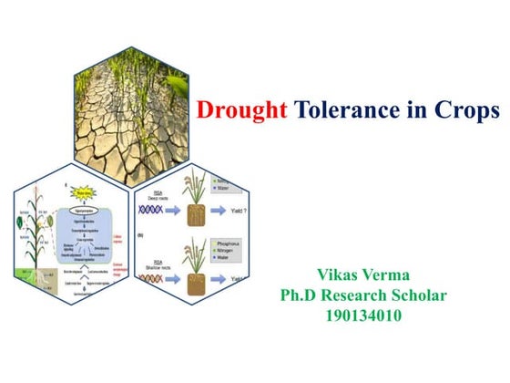 Drought Tolerance Agri Ppt | PPTX | Gardening | Home & Garden