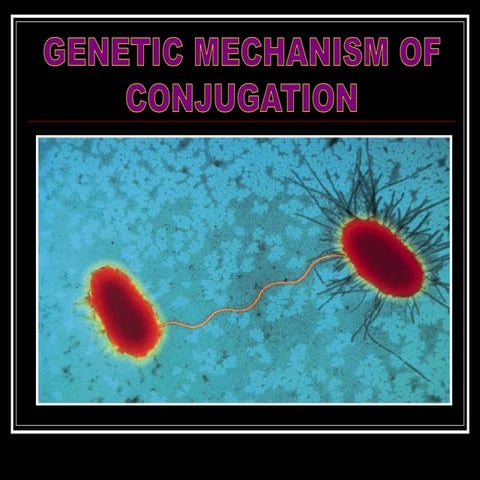 Bacterial Conjugation | PDF
