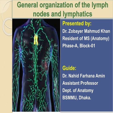 General Organization of the Lymph Nodes and Lymphatics | PPTX