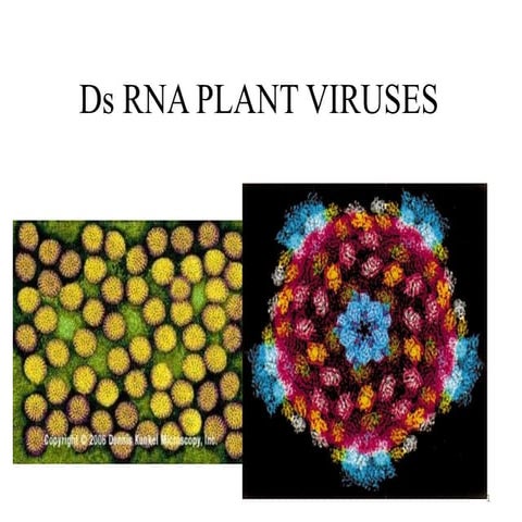 Ds RNA plant viruses | PPTX