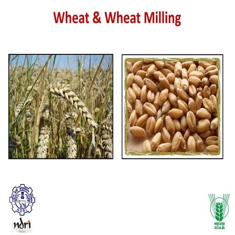 Wheat and wheat milling | PPT