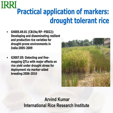 GRM 2011: Practical application of markers to breed drought-tolerant rice | PDF