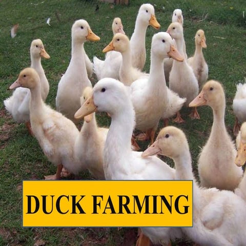 Duck cum fish farming .ppt presentation | PPTX