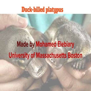 Duck billed platypus | PPT