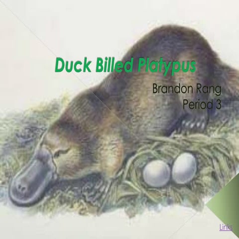 Duck billed platypus | PPTX