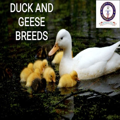Duck breeds | PDF