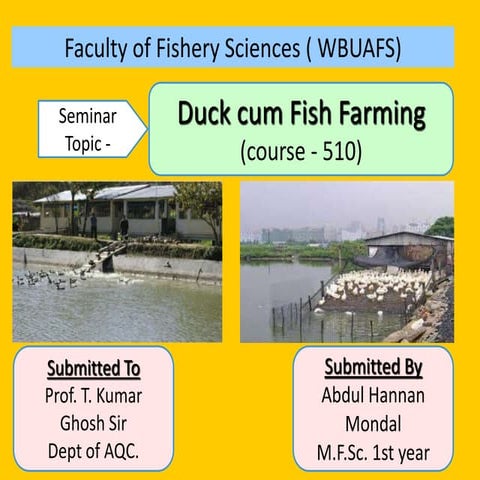 Duck cum fish farming .ppt presentation | PPTX