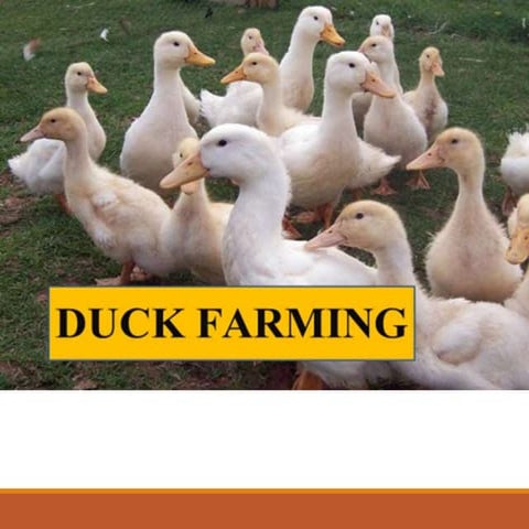 Duck Farming: A Comprehensive Guide to Sustainable and Profitable ...