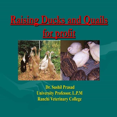 Duck n quail | PPT