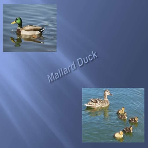 Duck powerpoint | PPTX