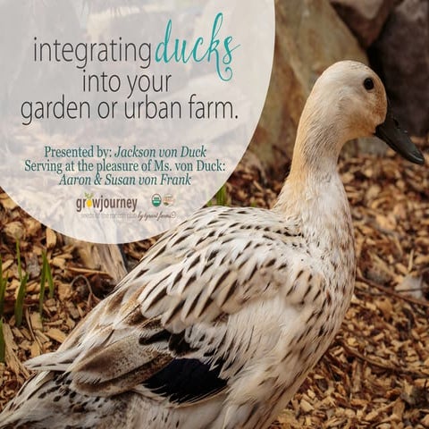 SCOOL Feb 2015 - Ducks | PPT