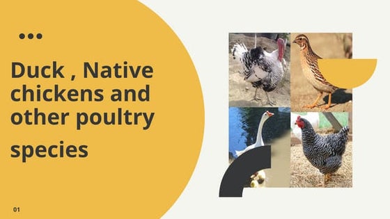 Native chicken production in the philippines | PPT | Agriculture ...