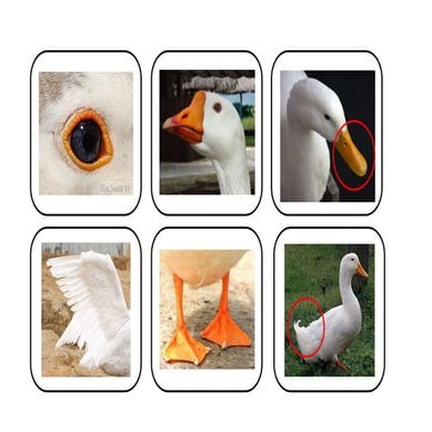 Part of the duck | PPT