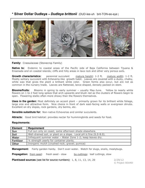 Gardening sheet dudleya virens | PDF