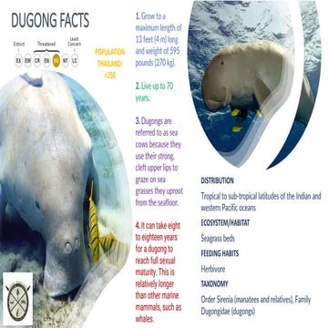 Dugong Facts New Infographics Explain Differences Between (1) Dugongs