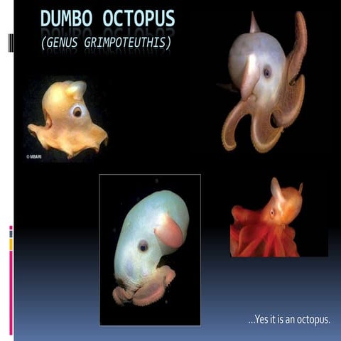 Dumbo octopus | PPTX