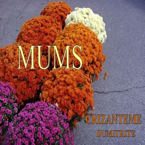 Dumitrite- Mums | PPT