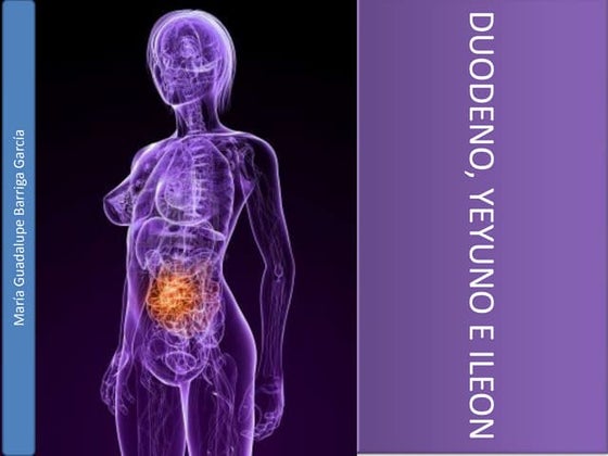 YEYUNO E ILEON, ANATOMIA, RELACIONES, IRRIGACION, INERVACION. | PPTX