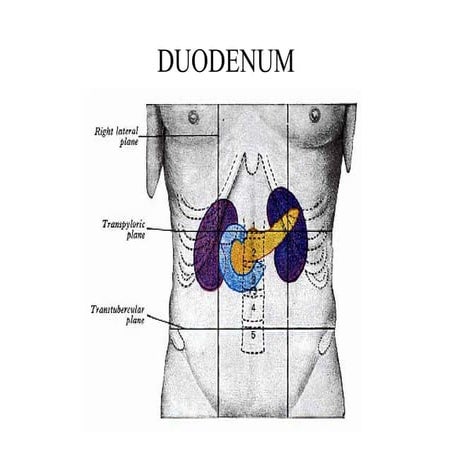 Duodenum.pdf