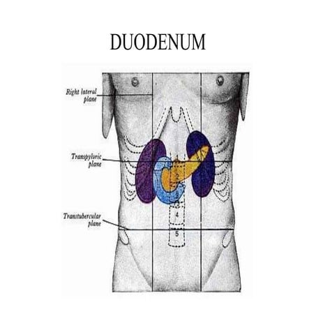 Duodenum.pptx