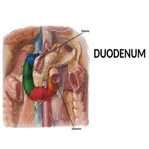 Duodenum.pptx........................... | PPTX