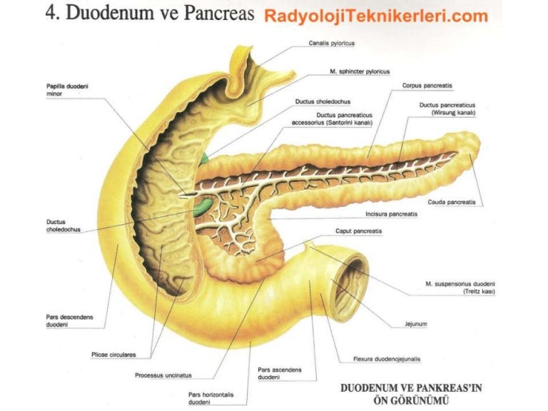 Duodenum ve pankreas