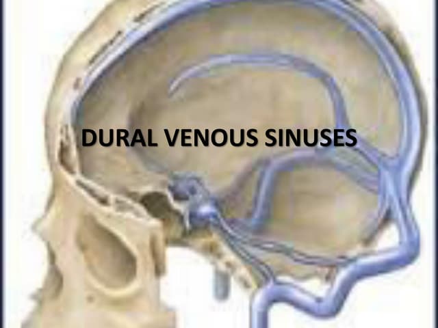 Cervical sympathetic trunks ANATOMY | PPTX