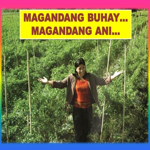 Duran Farm: The Vegetable Paradise of Bulacan | PDF