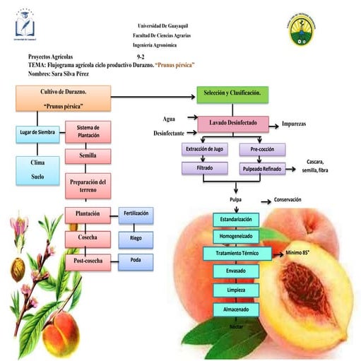 Diagrama De Poda De Arboles De Durazno ÁRBOLES FRUTALES