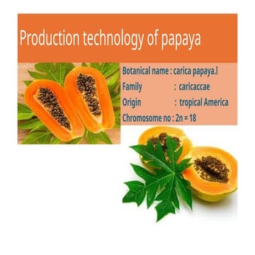 The Production technology of papaya .pptx