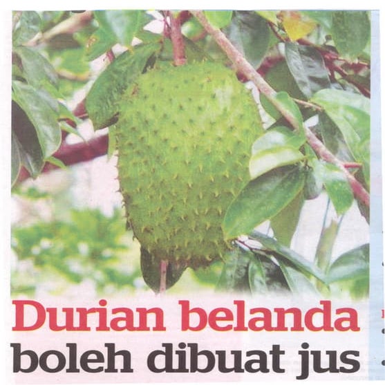 Durian belanda | PDF
