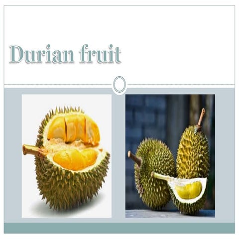 Durian fruit | PPTX
