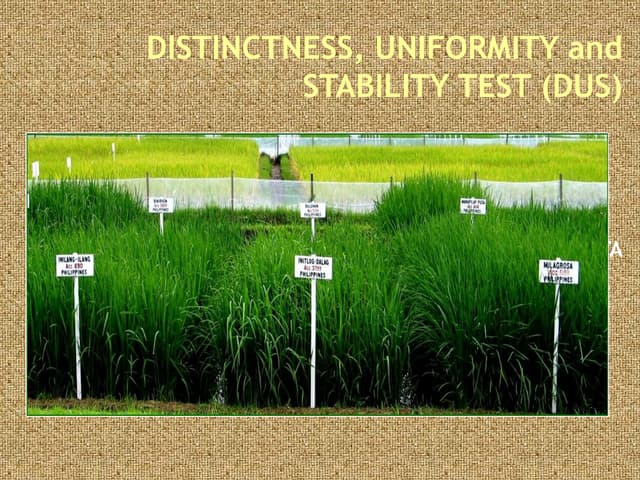 Genetic purity & DUS test , PPV&FRA | PPTX