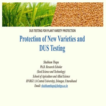 DUS Test Guidelines for Maize | PPTX