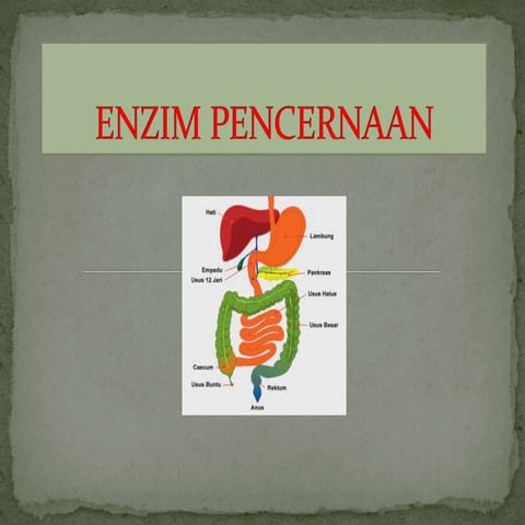 Dwiningsih enzim pencernaan | PPT
