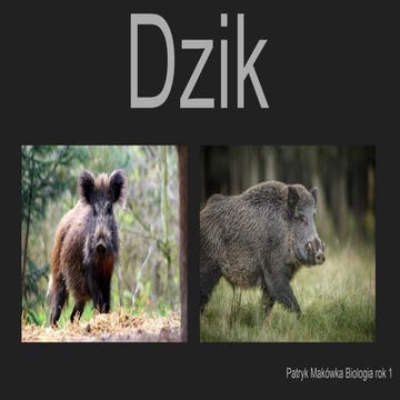 Dzik | PPT