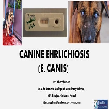 Common blood parasites in dogs | PPSX
