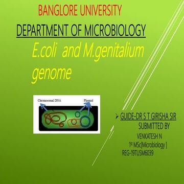 E.coli and m.genitalium genome copy | PPTX