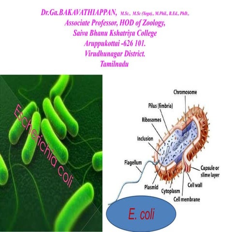 E.coli structure | PDF