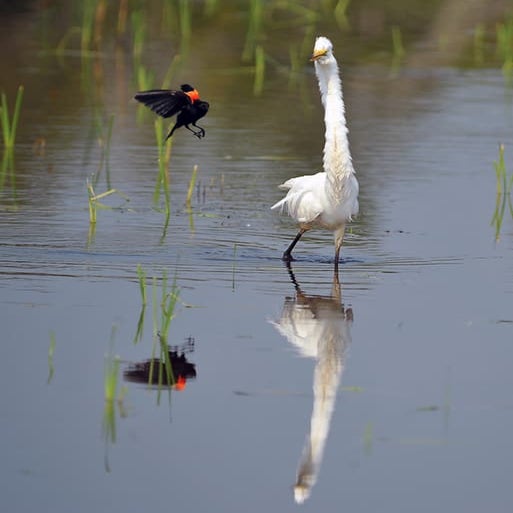 Egret | PDF