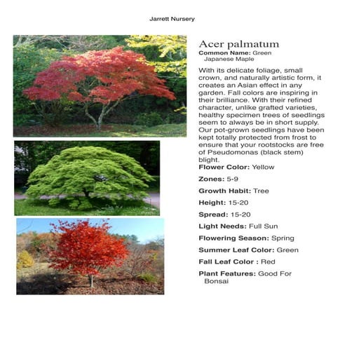 The Timeless Beauty of Japanese Maples | PPTX